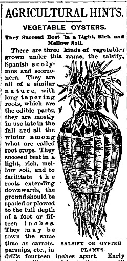 Forgotten Colonial Vegetable–Salsify – Illinois Newspaper Project – U ...